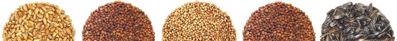 germina.ca | Les semences, c'est dans notre culture